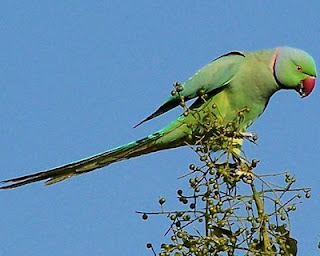 beautiful photos from kerala: thathammee poocha poocha