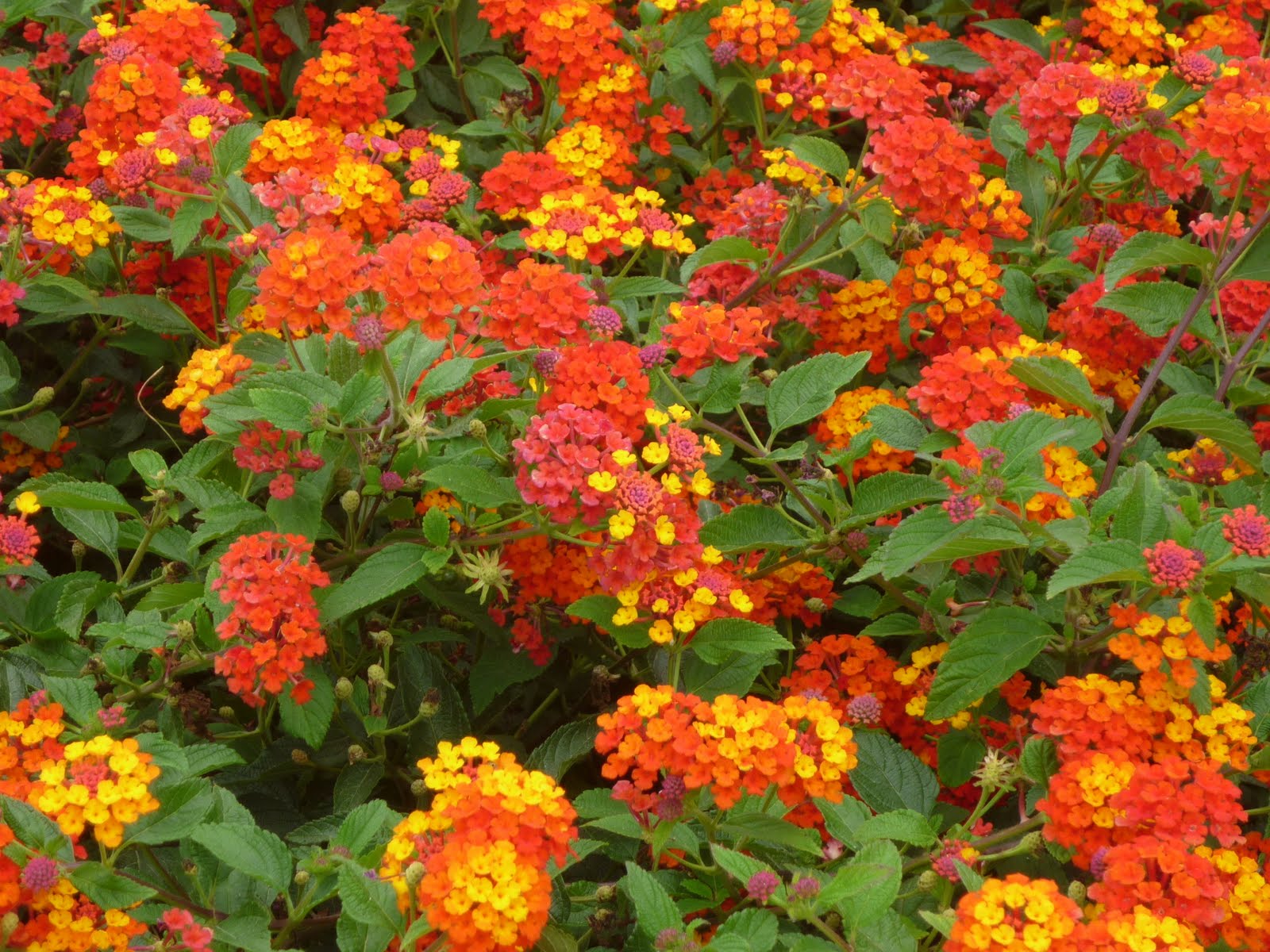 día de sol: flores multicolores