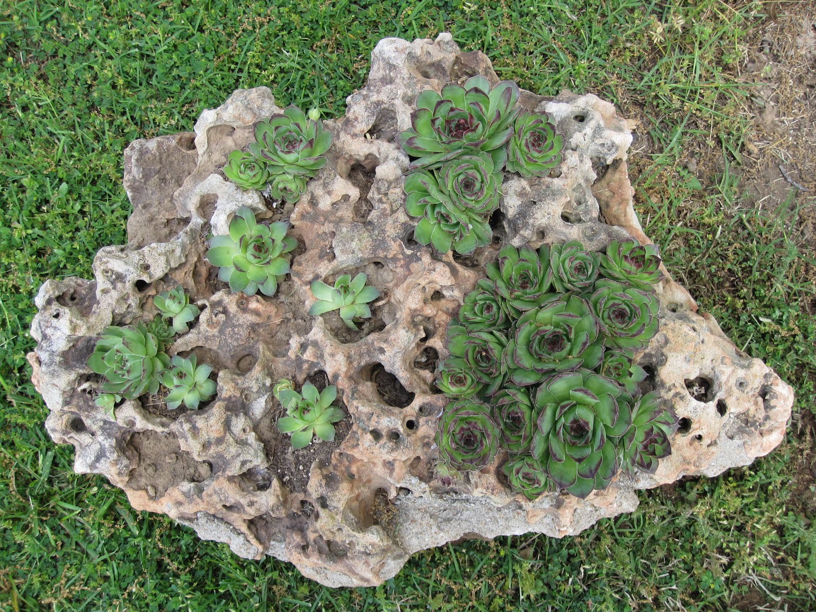 The Humble Abode: Hens and Chicks in Rocks