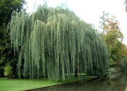 Ramona's blog: Salcia - Salix alba