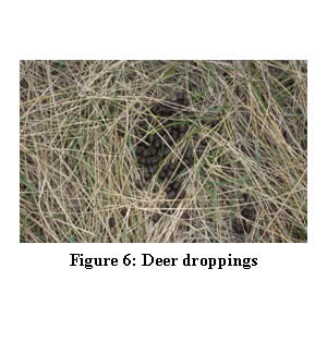 SWC Nose Hill Ecology: Gophers and Thistles and poop, oh my! Alice Y ...