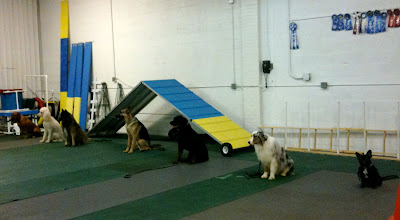 Brutus the Frenchie (& Carmen too): How to Train Your Frenchie.... I ...