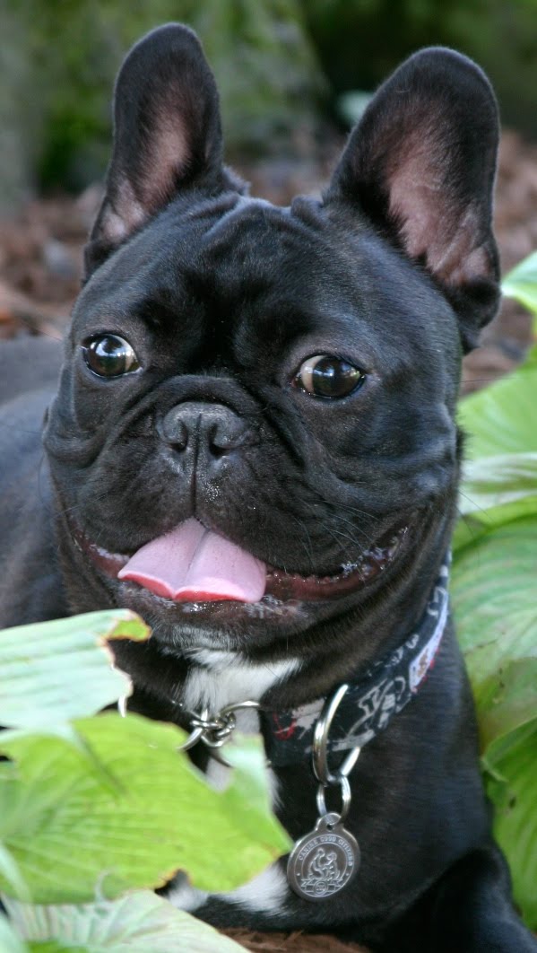 Brutus the Frenchie (& Carmen too): How to Train Your Frenchie.... I ...