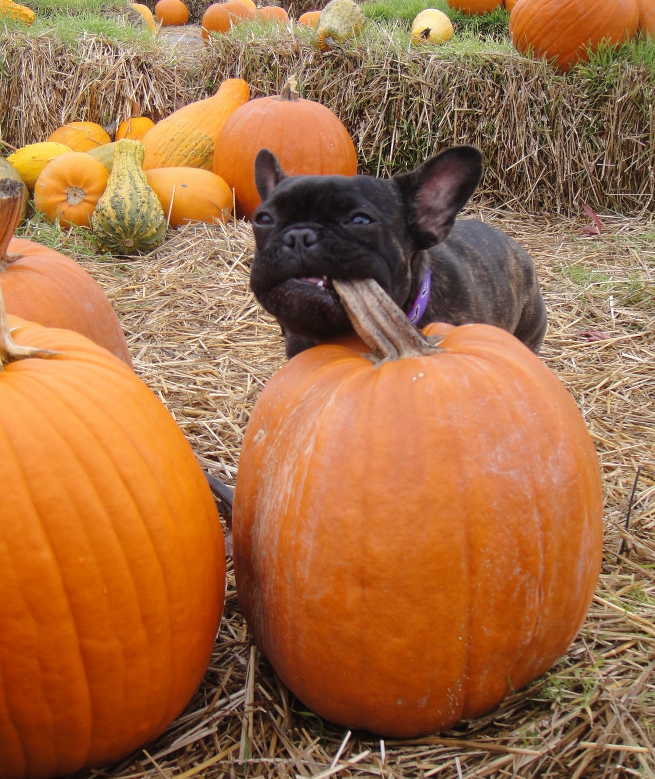 Brutus the Frenchie (& Carmen too): (somewhat) Wordless Wednesday ...