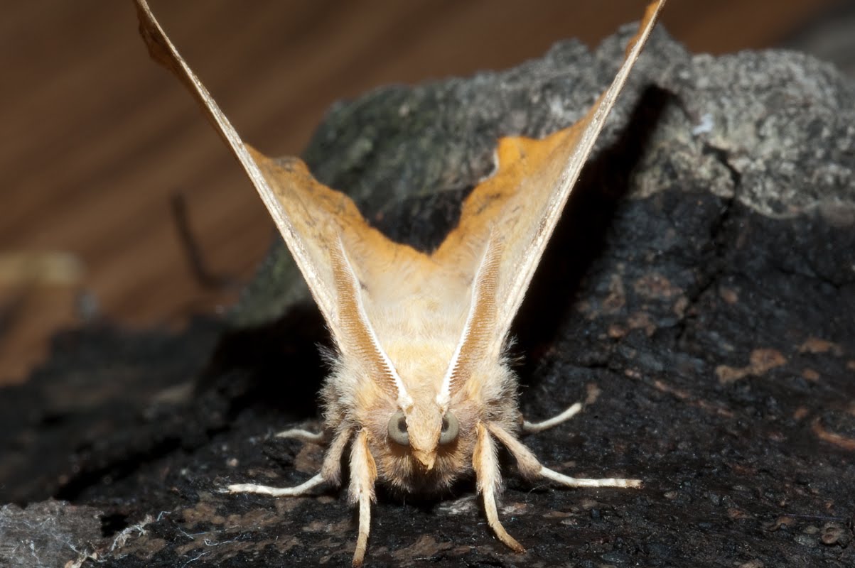 Harvey's Spiders n Stuff: Maple Spanworm Moth -- Ennomos magnaria