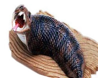 6.Tsuchinoko - T.G.C