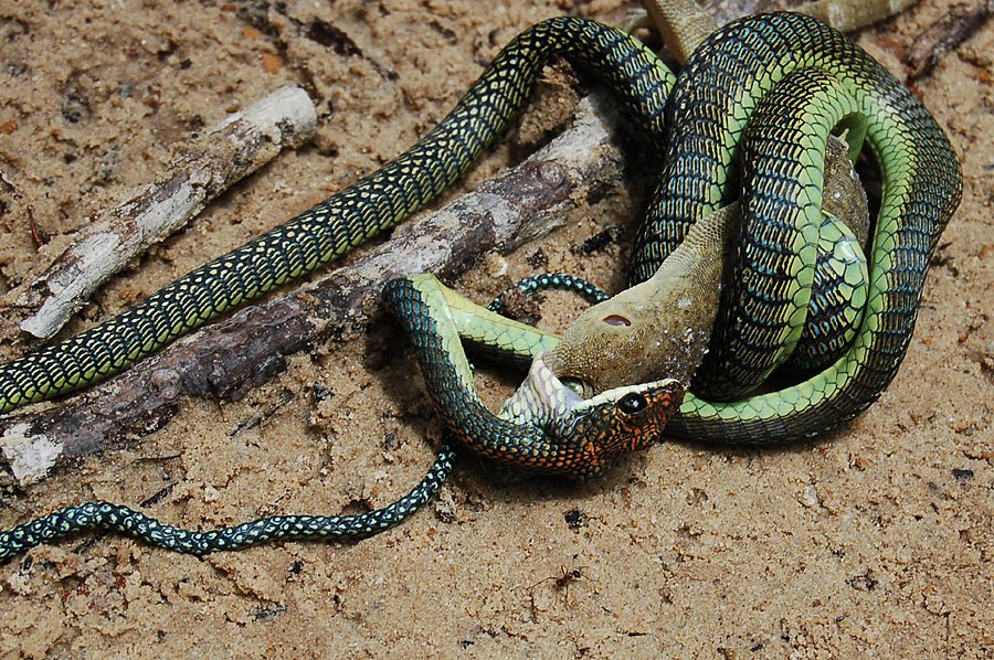 FRIENDS OF LAMBIR: Rainforest Drama at Your Doorsteps : The Snake and ...