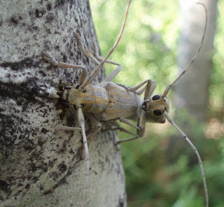 Montana Wildlife Gardener: and the story continues...