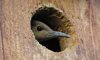 Montana Wildlife Gardener: Flicker fledging has begun!