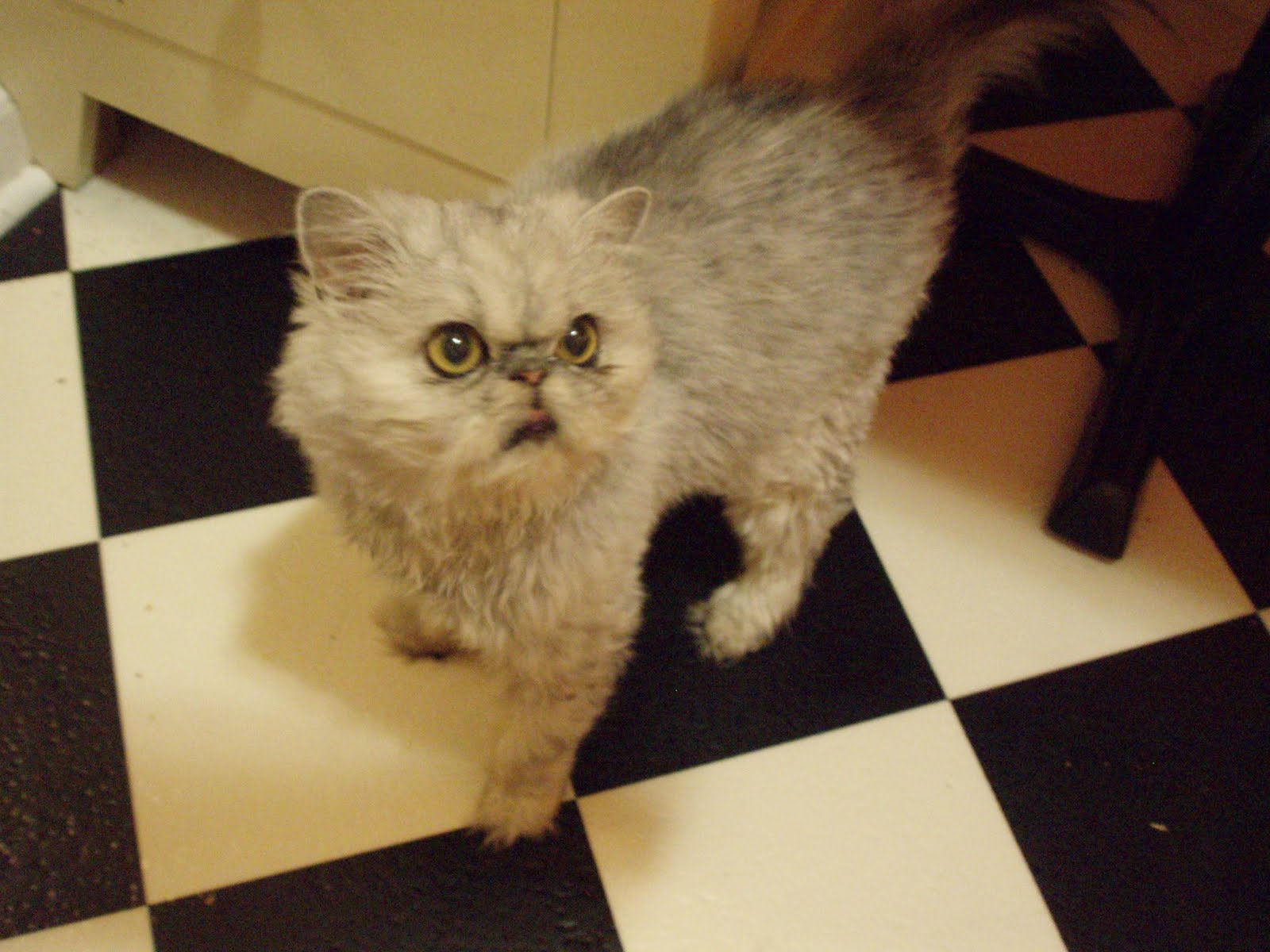 Montana Wildlife Gardener: 2010 Cat of the Year: The story of June bug