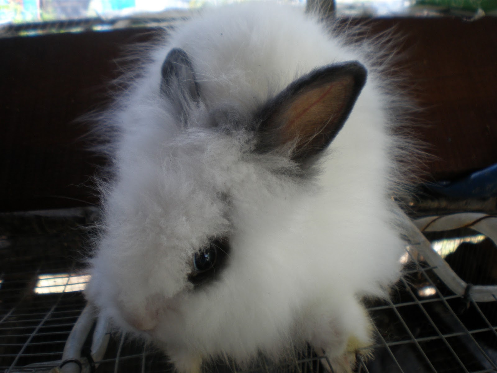 MENGIMPORT, MENGEKSPORT DAN MENTERNAK ARNAB PELBAGAI JENIS