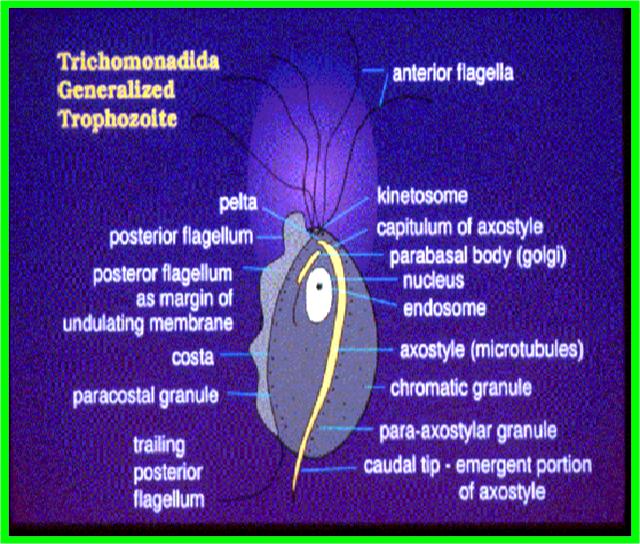 trichomonas