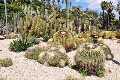 Noticias: Cactus mexicanos en Montjuïc