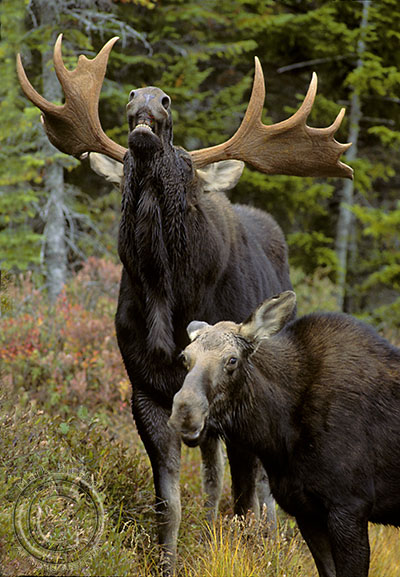 Carly's I-Search Blog