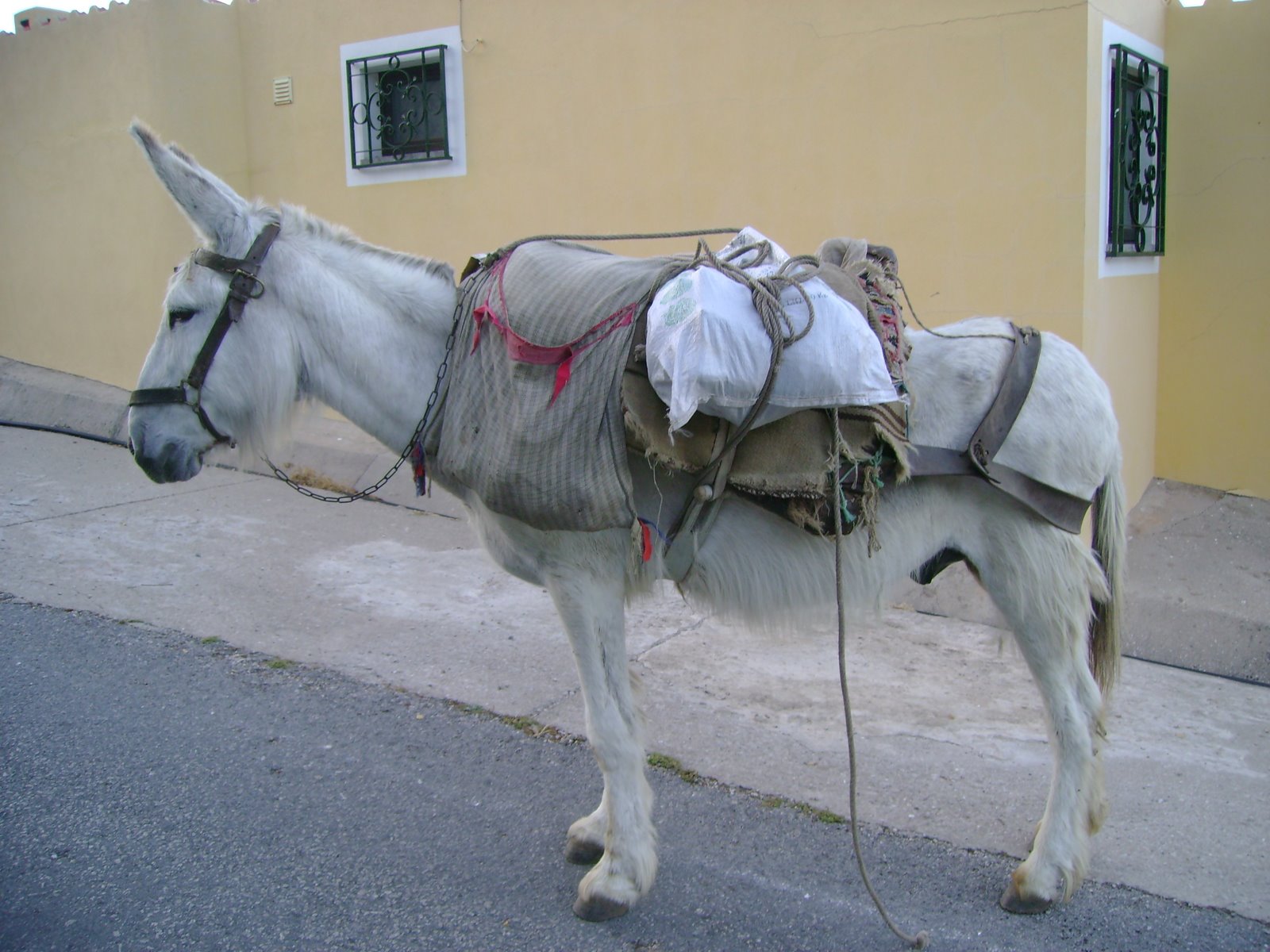 MONS CICUS: A PROFISSÃO DE ALBARDEIRO!