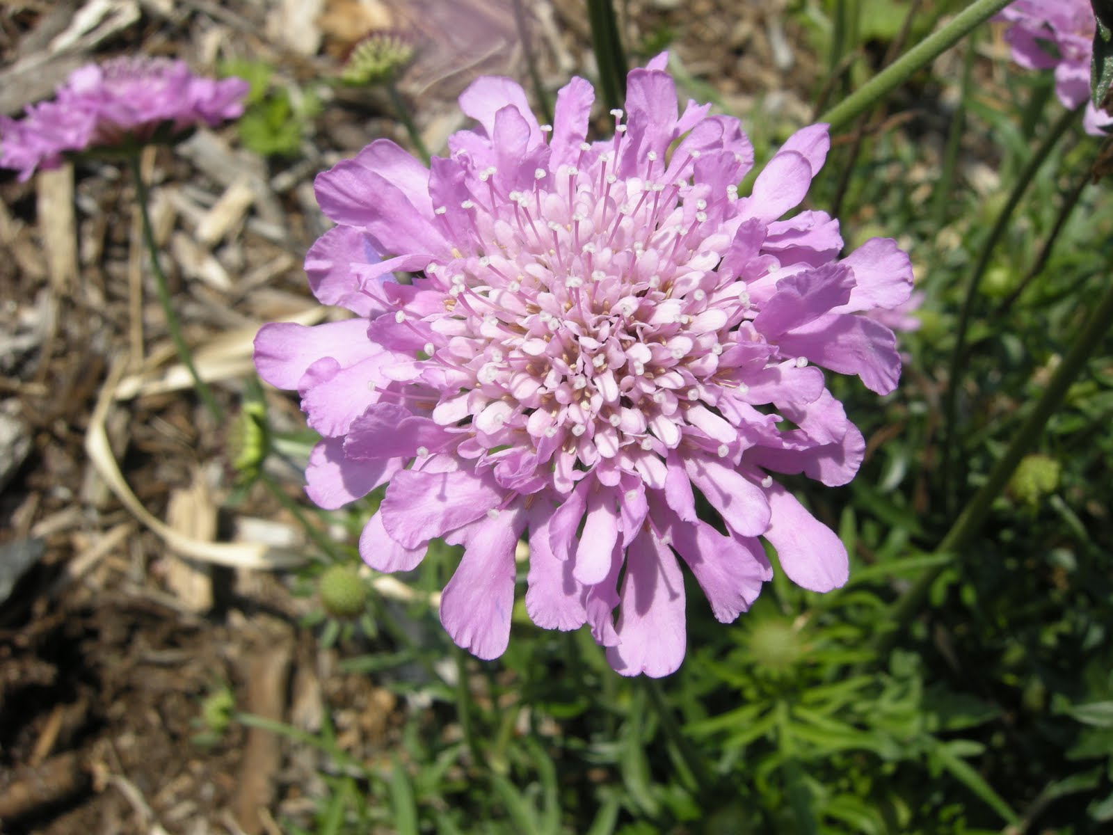 Kitchens Are Monkey Business: More Of Rosie's Flowers.