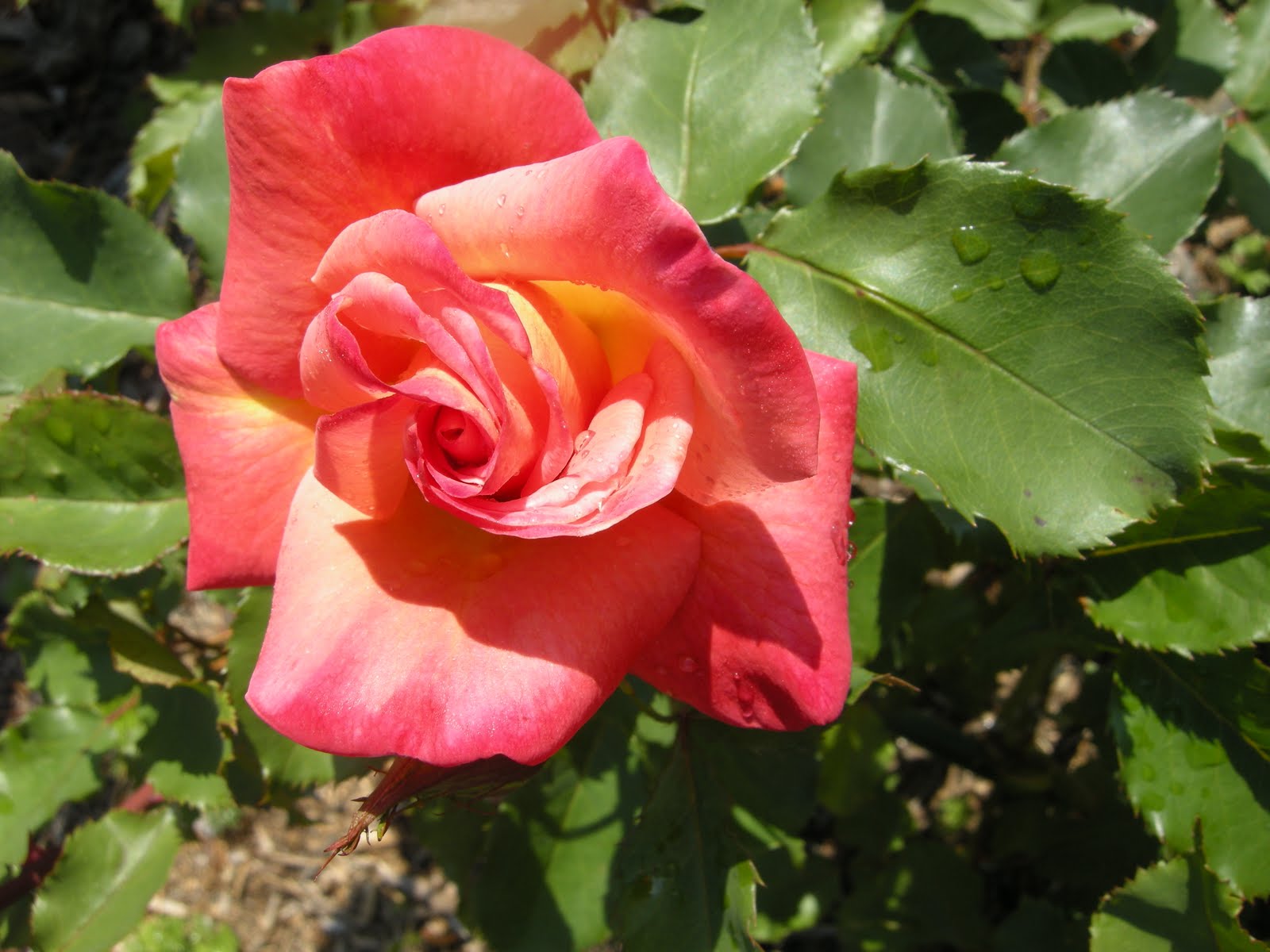 Kitchens Are Monkey Business: More Of Rosie's Flowers.