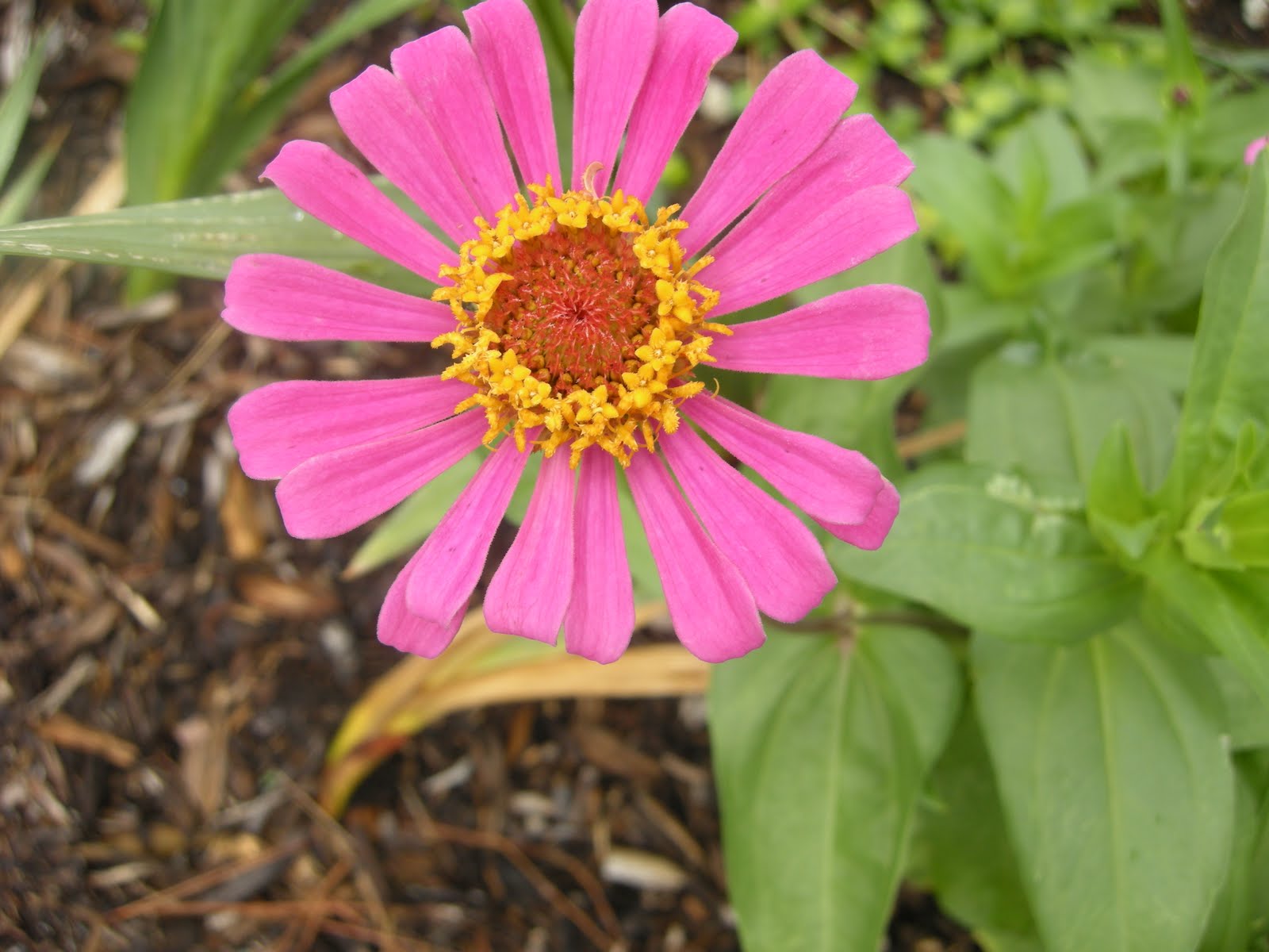 Kitchens Are Monkey Business: Rosie's Flowers.