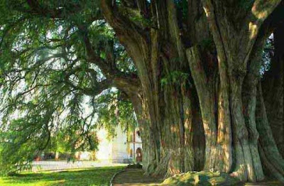 Como Esperando Abril....: Árboles mexicanos.....
