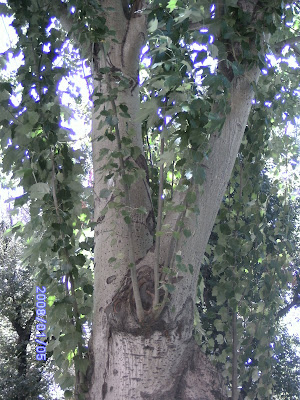 abrazodeárbol: El alamo