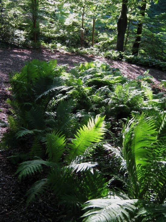 Future Plants by Randy Stewart: Fern - Athyrium ( Painted & Lady Ferns )