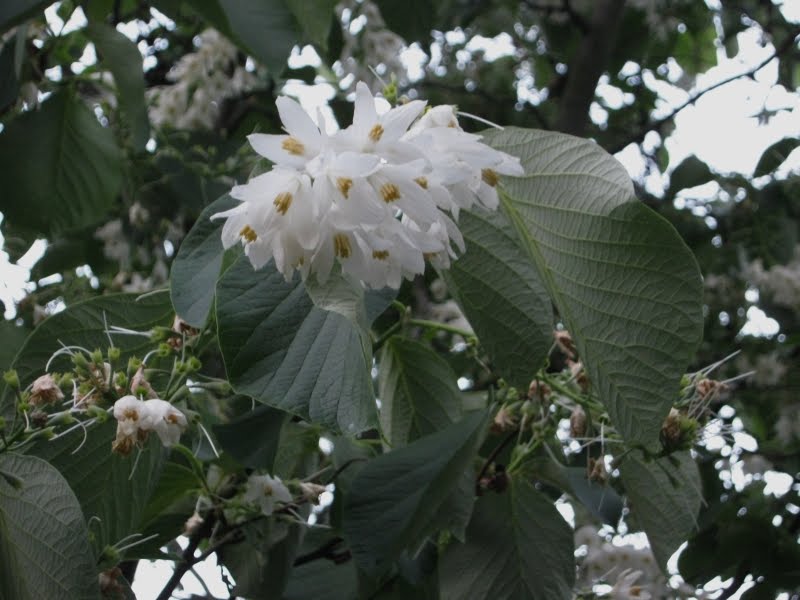 Future Plants by Randy Stewart: Snowbells