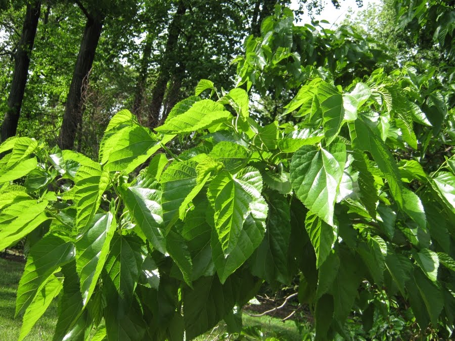 Future Plants by Randy Stewart: The Mulberries