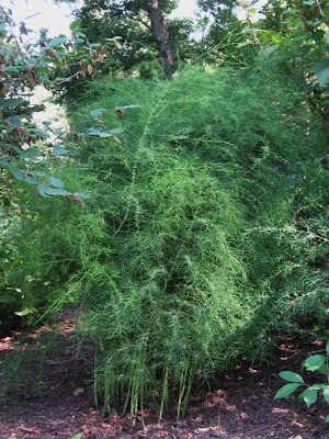 Future Plants by Randy Stewart: Asparagus - Ornamental Asparagus