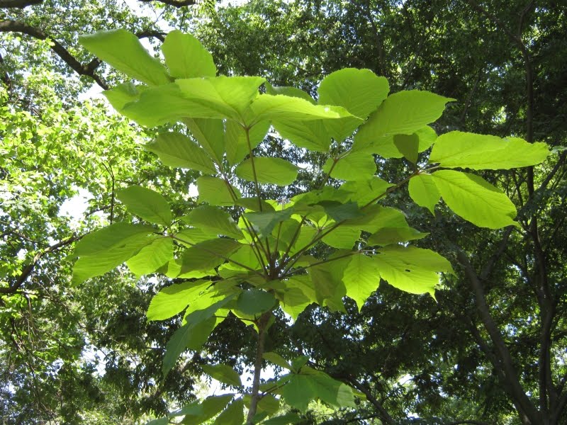 Future Plants by Randy Stewart: SIBERIAN GINSENG & Other Eleutherococcus