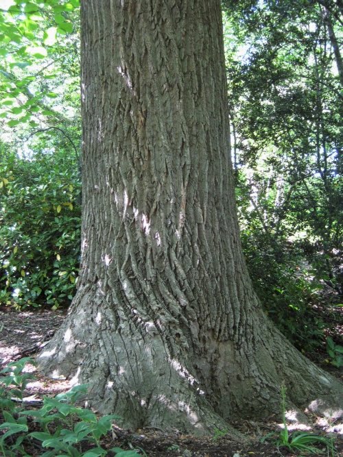 Future Plants by Randy Stewart: Liriodendron - Tulip Tree