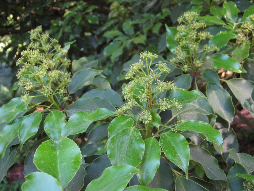 Future Plants by Randy Stewart: Wheel Tree