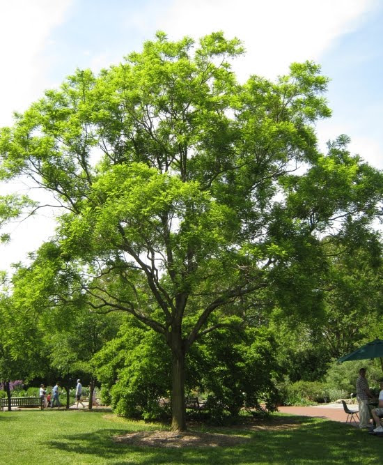 Future Plants by Randy Stewart: Sophora, Kowhai & Pagoda Tree