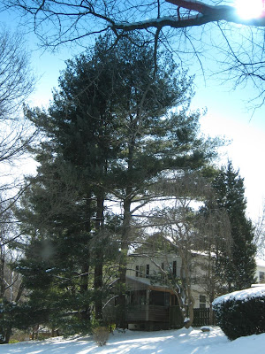 Future Plants by Randy Stewart: Pines for all Landscapes