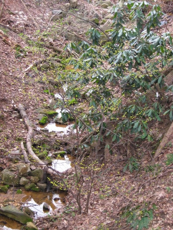 Future Plants by Randy Stewart: Spicebushes - The Lindera's