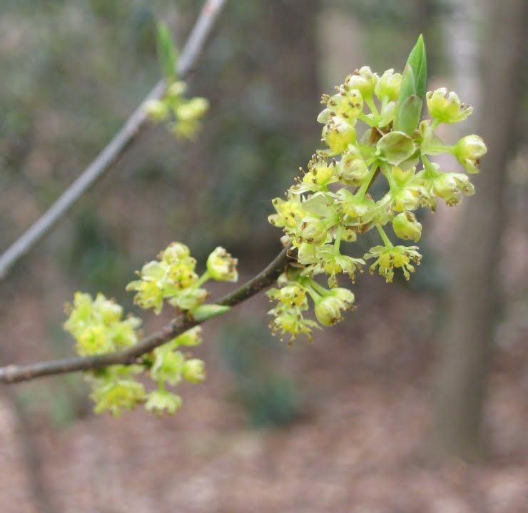 Future Plants by Randy Stewart: Spicebushes - The Lindera's