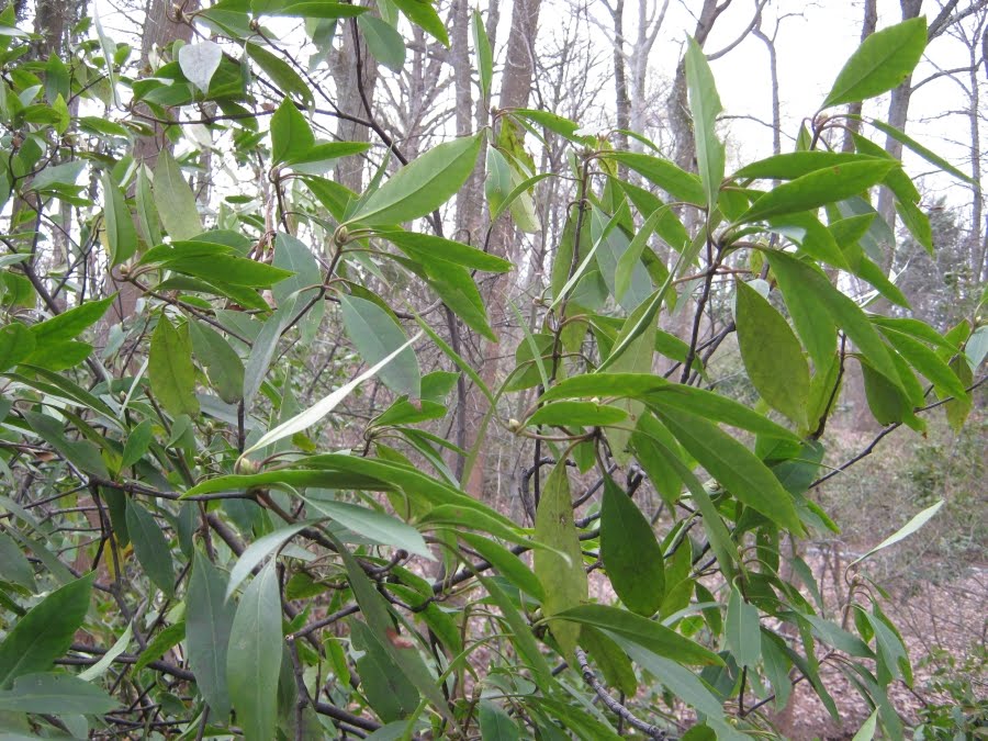 Future Plants by Randy Stewart: Illicium - Anise Tree