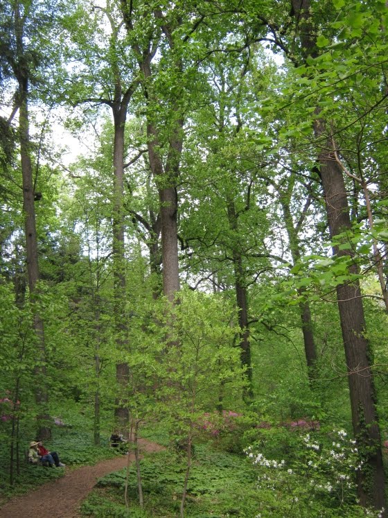 Future Plants by Randy Stewart: Liriodendron - Tulip Tree