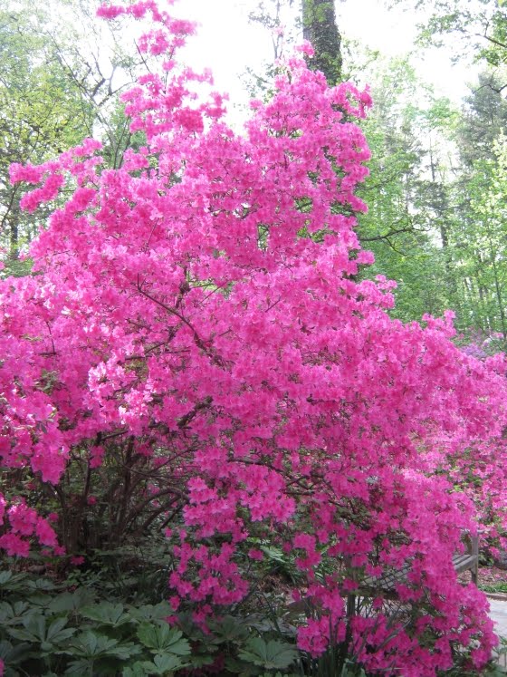 Future Plants by Randy Stewart: Azaleas -Evergreen Hybrids