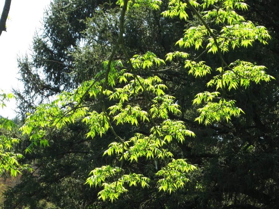 Future Plants by Randy Stewart: Corktree