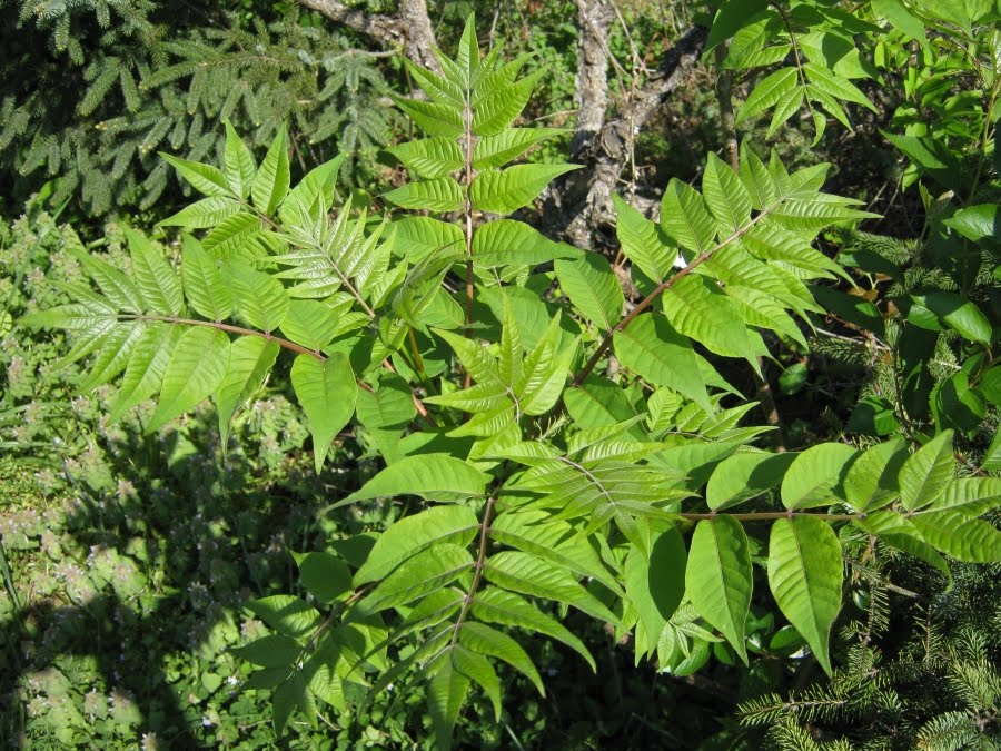 Future Plants by Randy Stewart: Don't Touch