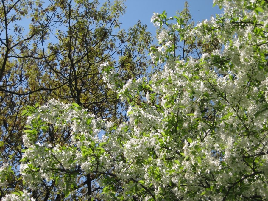 Future Plants by Randy Stewart: Crabapples and Apples - The Malus family