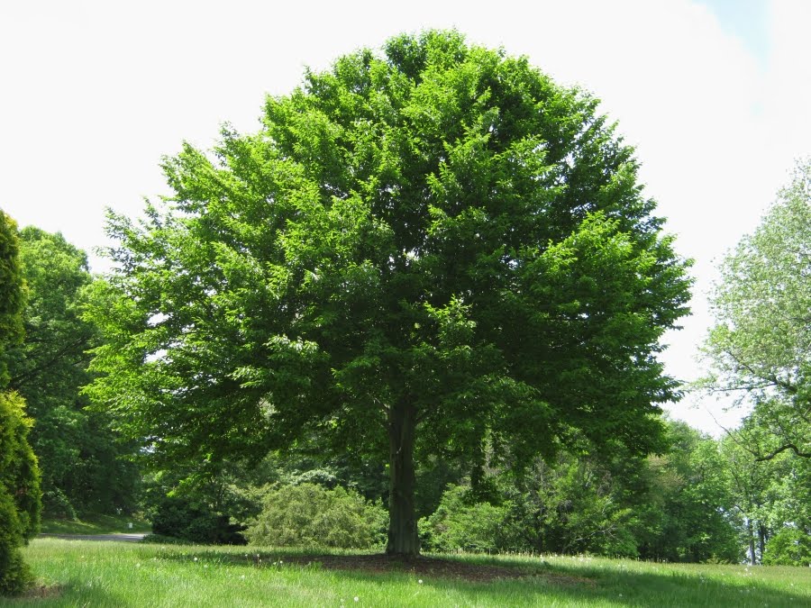 Future Plants by Randy Stewart: Beech