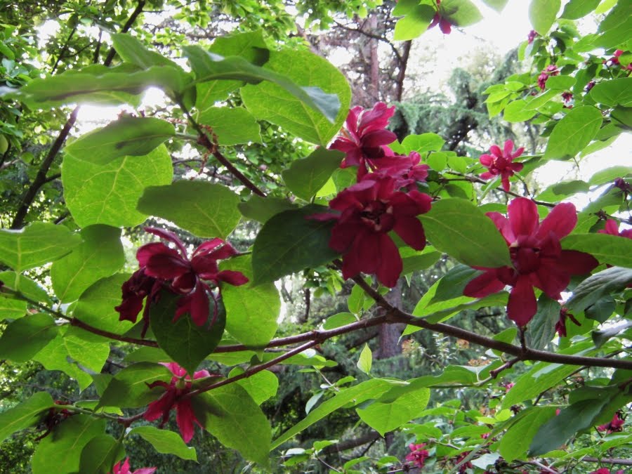 Future Plants by Randy Stewart: Calycanthus - Allspice