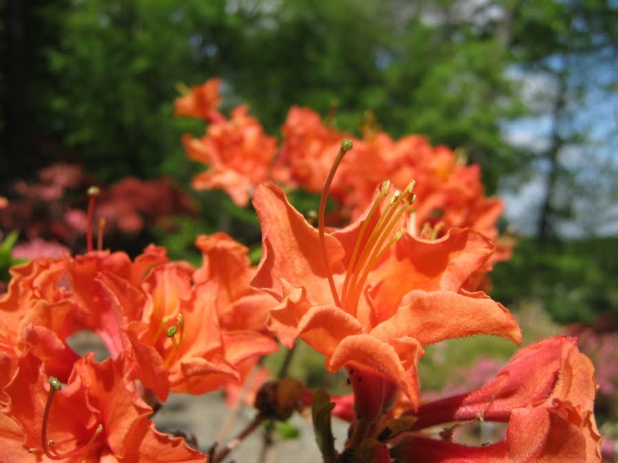 Future Plants by Randy Stewart: Azalea - Deciduous Hybrids