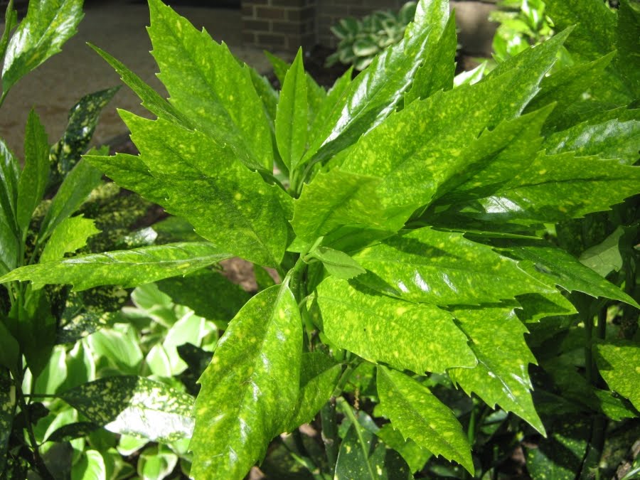 Future Plants by Randy Stewart: Aucuba