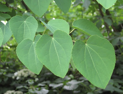 Future Plants by Randy Stewart: Katsura Tree