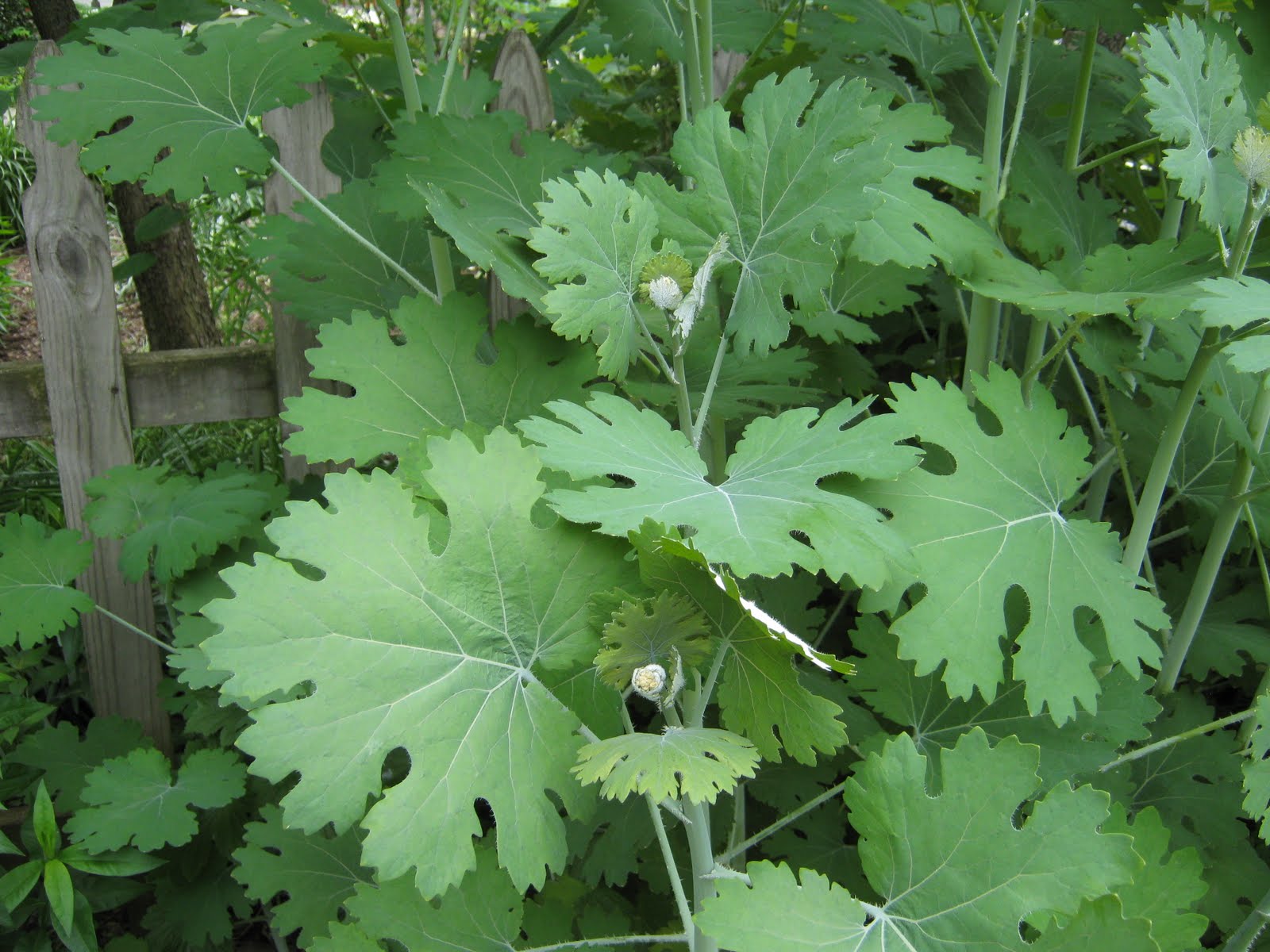 Future Plants by Randy Stewart: Macleaya - Plume Poppy