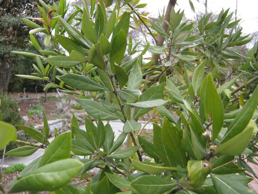 Future Plants by Randy Stewart: The Avocado Family