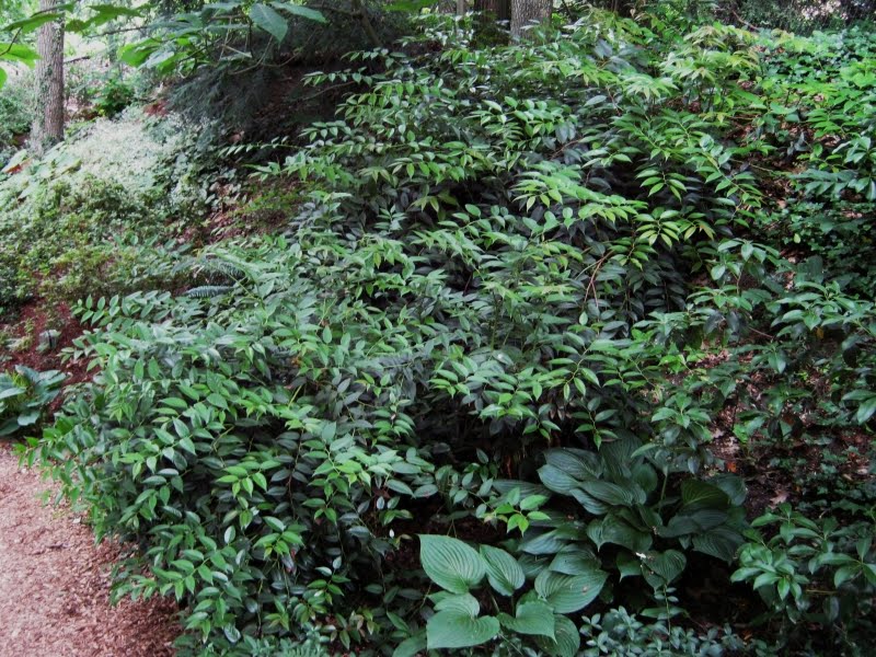 Future Plants by Randy Stewart: Leucothoe