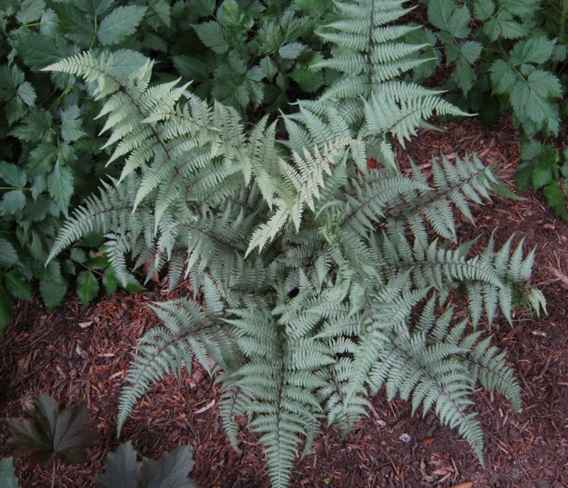 Future Plants by Randy Stewart: Fern - Athyrium ( Painted & Lady Ferns )
